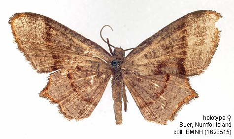 Papua Insects Foundation (Lepidoptera/Uraniidae/Epipleminae/Monobolodes ...